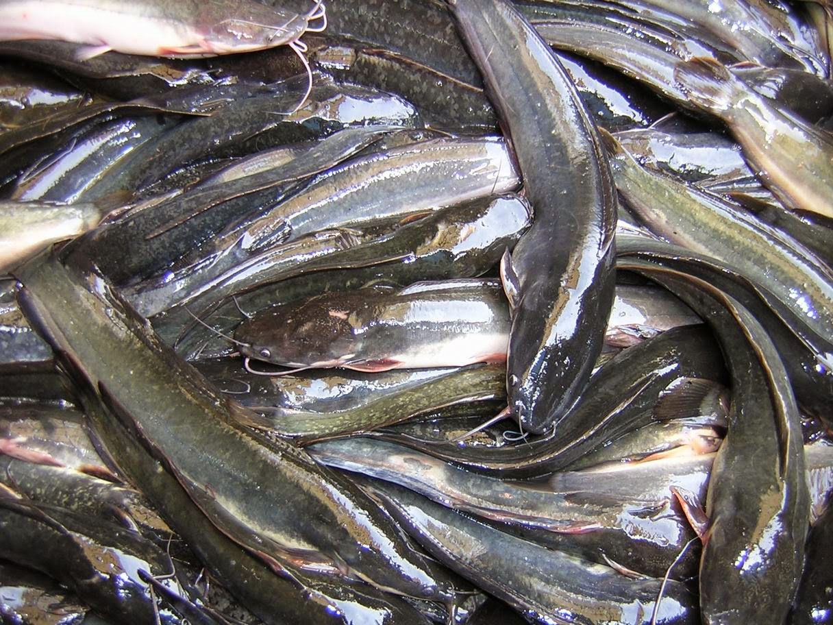 Ikan Lele Raksasa